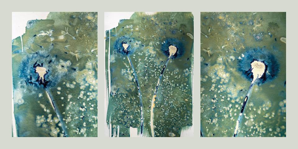 Cyanotypes – Jo Stephen Photography