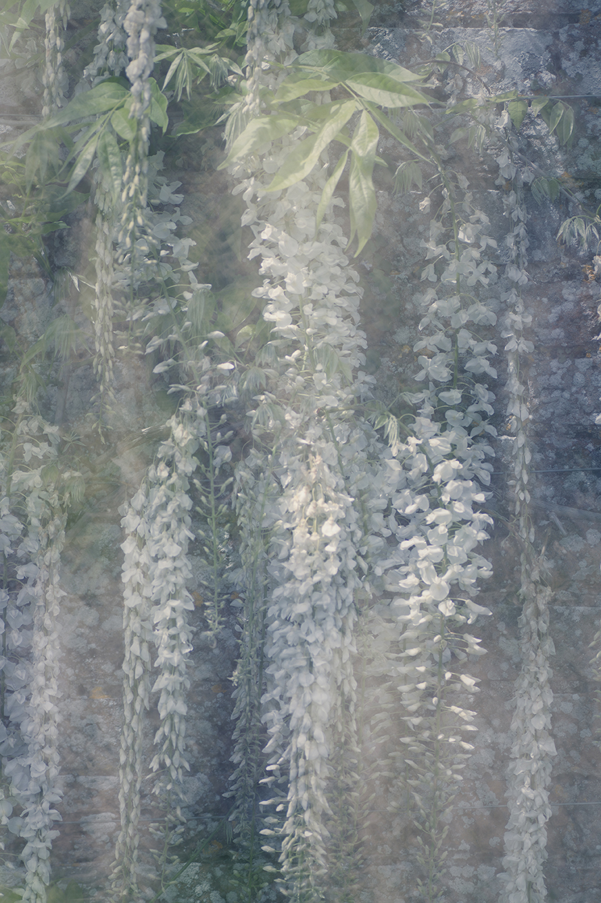 wisteria – Jo Stephen Photography