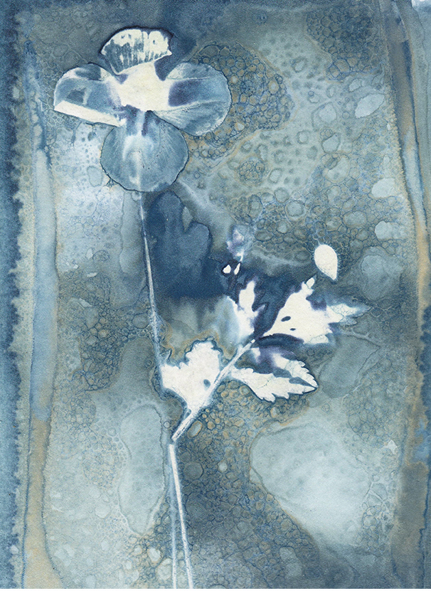 poppy – Jo Stephen Photography