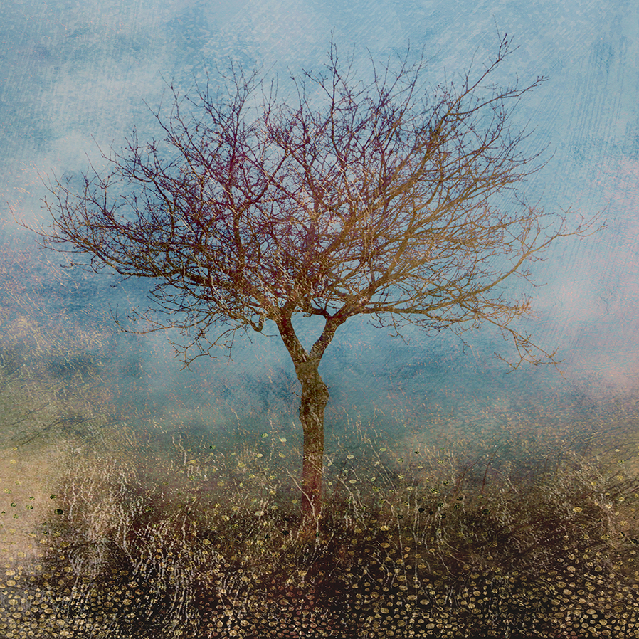 Young oak II – Jo Stephen Photography