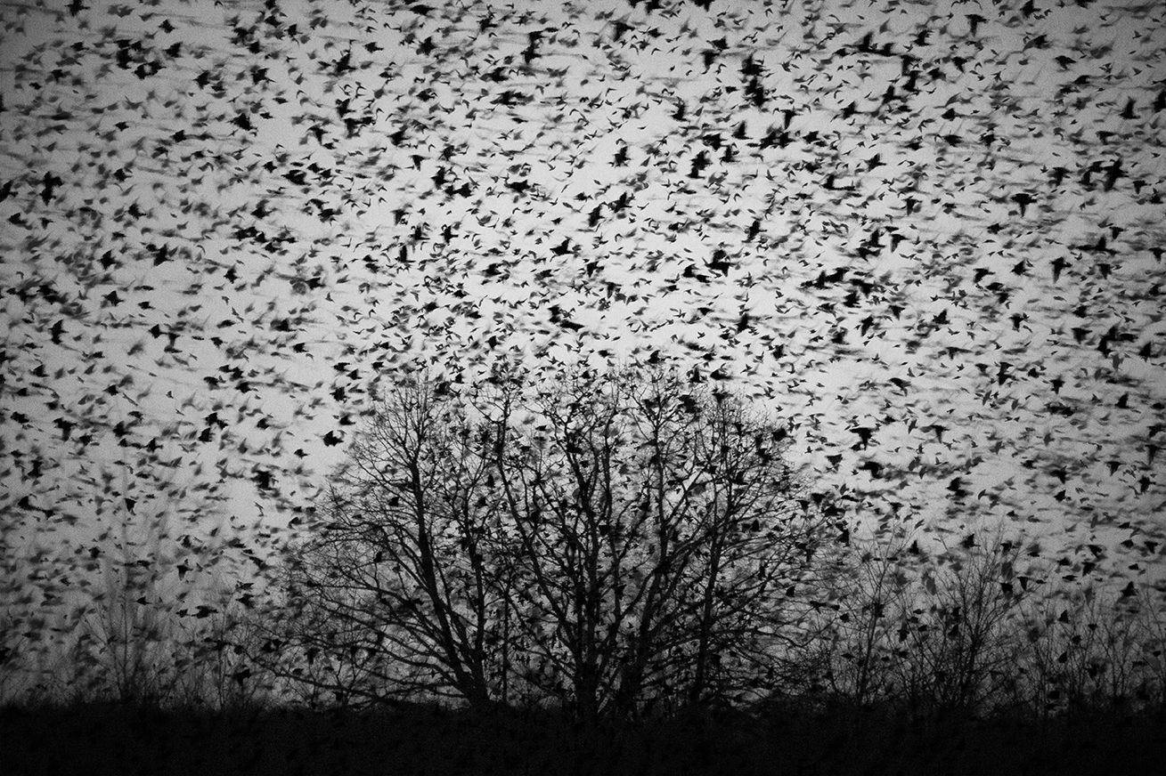 tree and starlings – Jo Stephen Photography