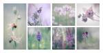 Ethereal nature photography – Jo Stephen Photography
