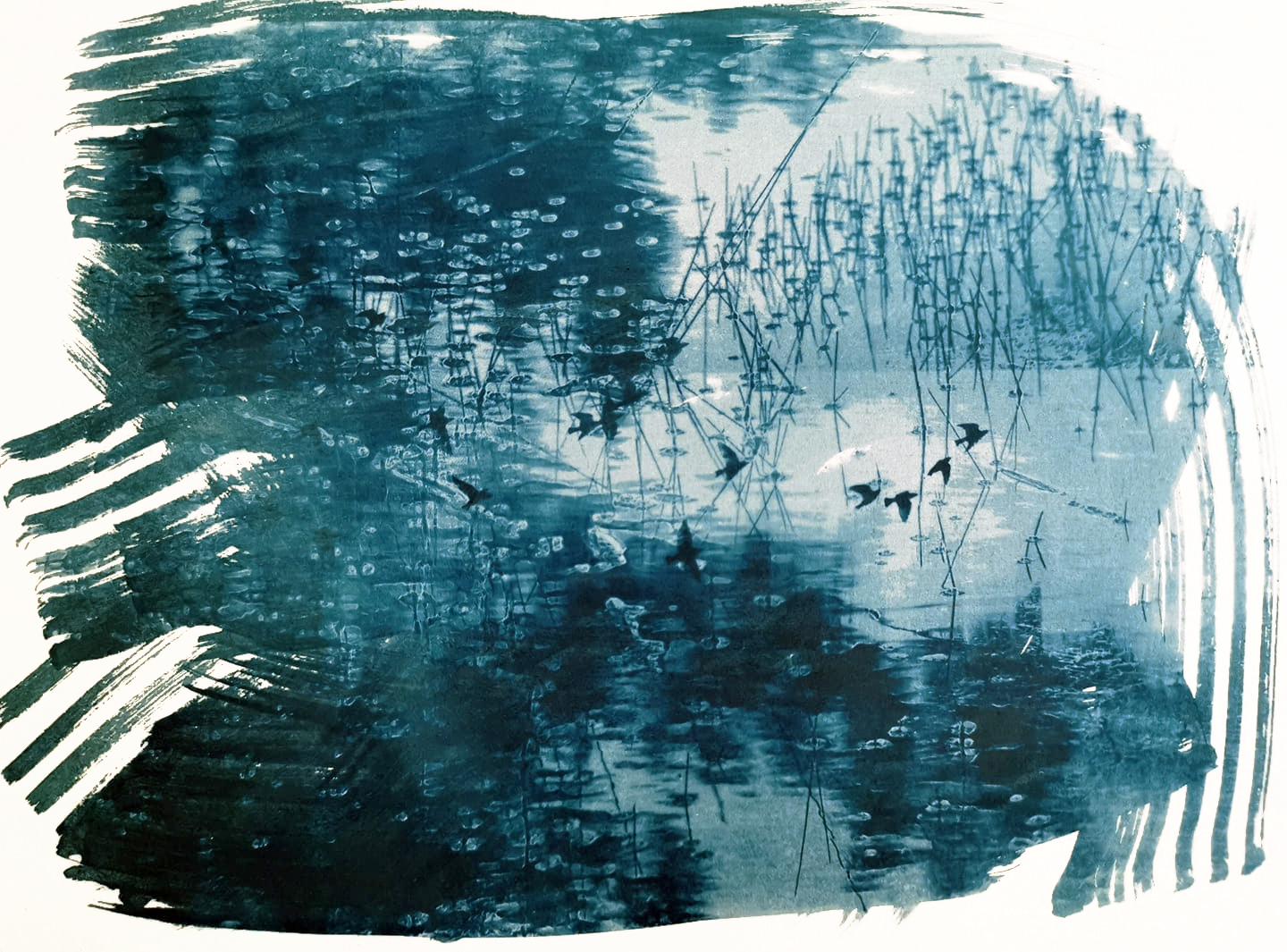 Creating Cyanotypes – A Simple Guide – Jo Stephen Photography