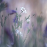 Ethereal nature photography – Jo Stephen Photography