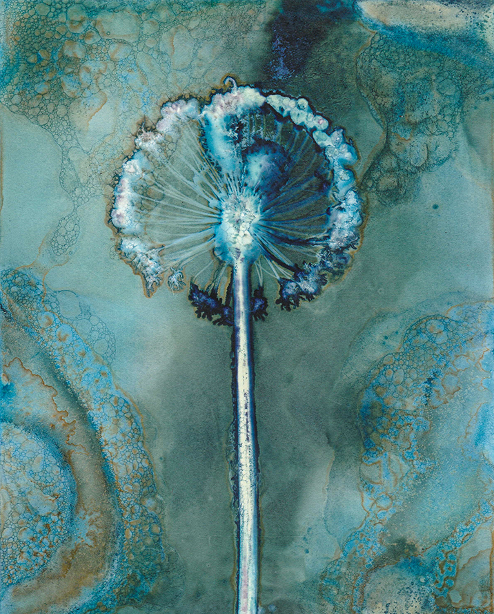Cyanotype – Botanical – Jo Stephen Photography