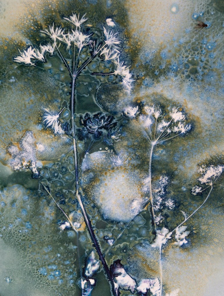 Cyanotype – Botanical – Jo Stephen Photography