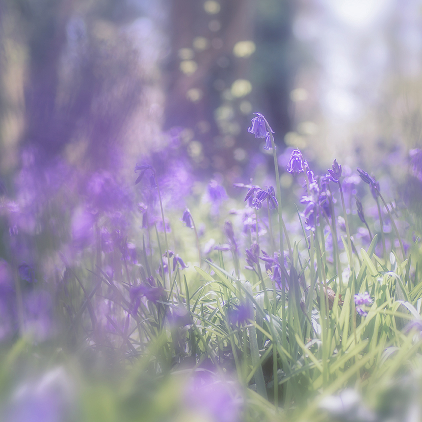Photographing Bluebells – Jo Stephen Photography