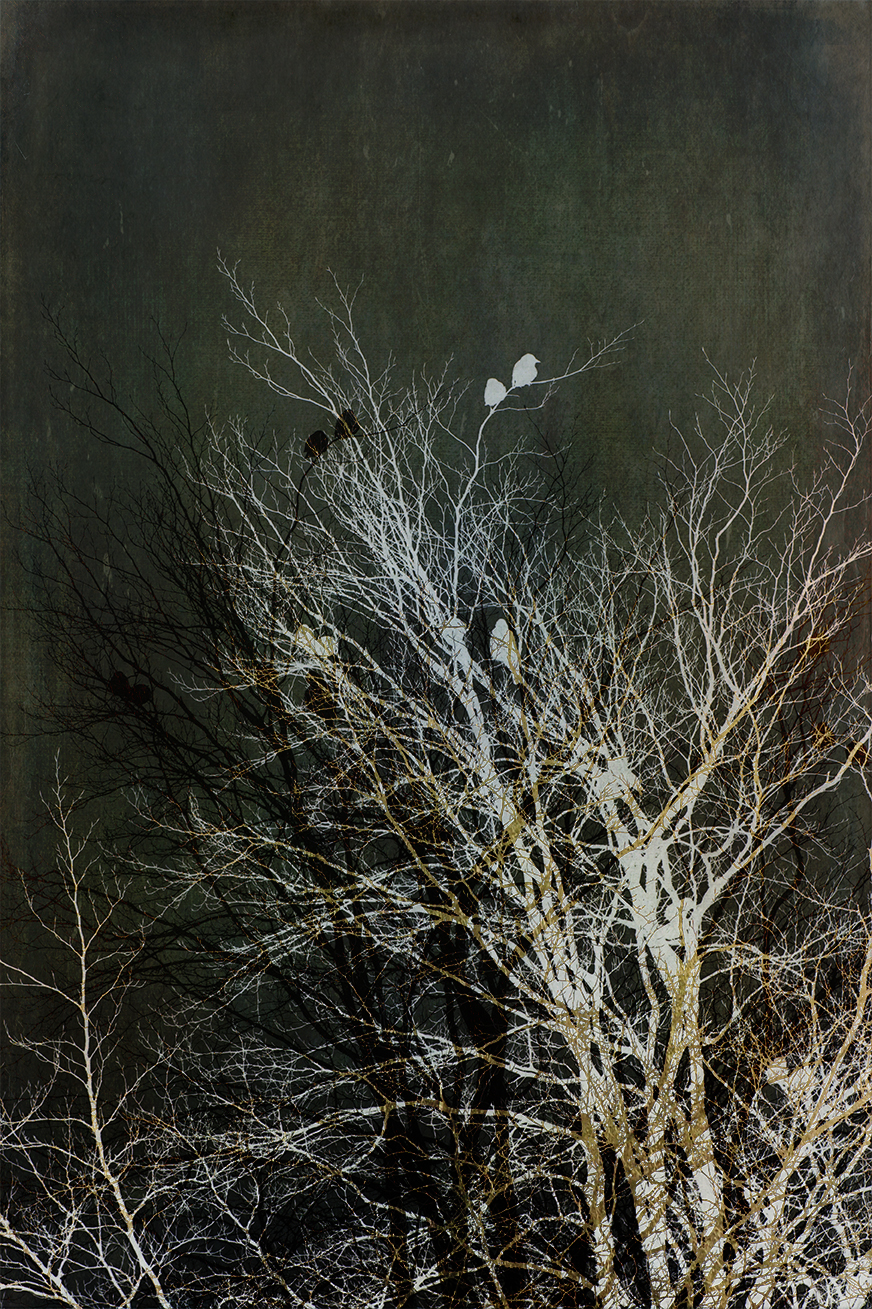 Corvids – Jo Stephen Photography