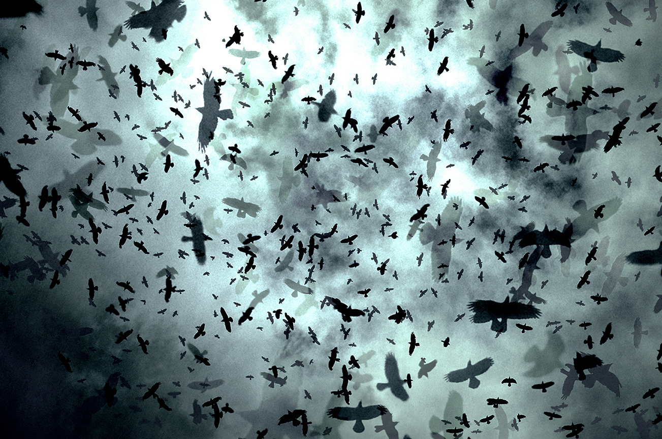 Corvids – Jo Stephen Photography