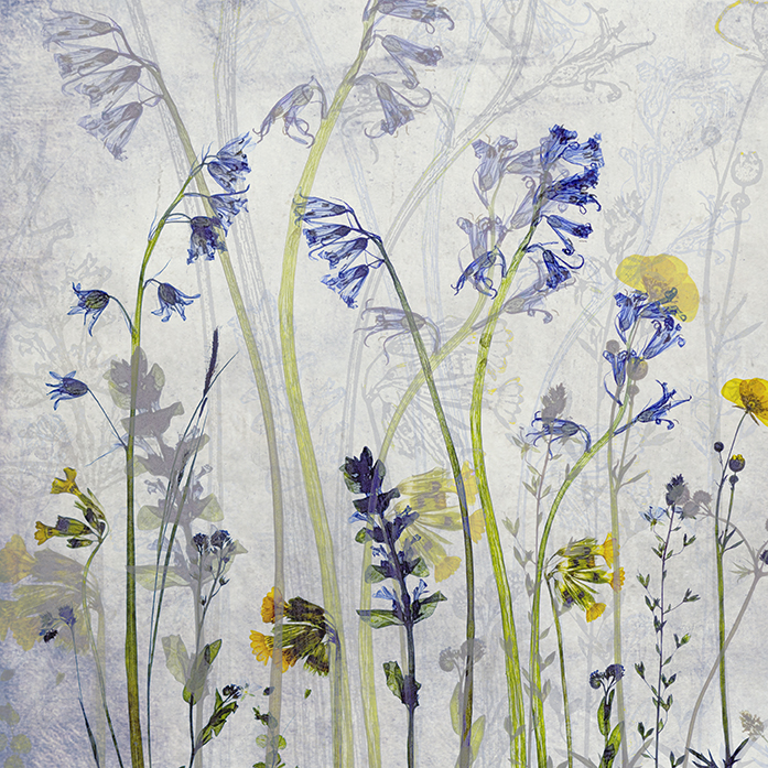 Botanical Collage – Jo Stephen Photography