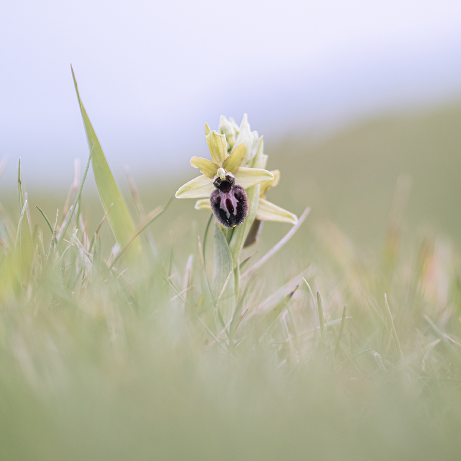 A year in wild flowers – Jo Stephen Photography