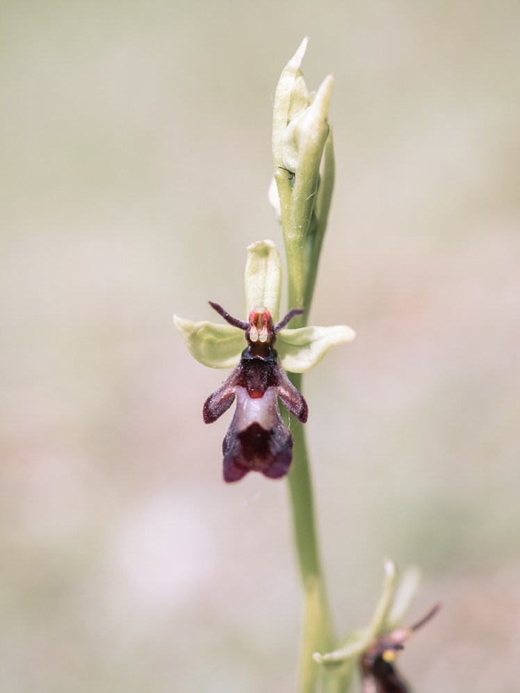Wild Orchids – Jo Stephen Photography
