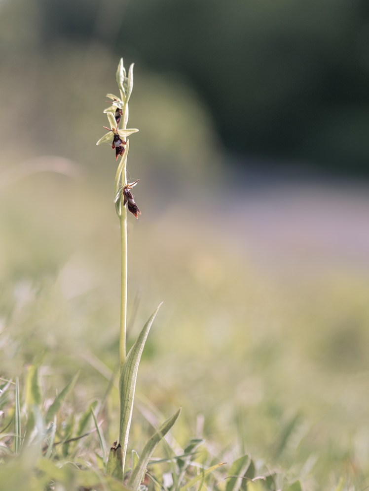 Wild Orchids – Jo Stephen Photography