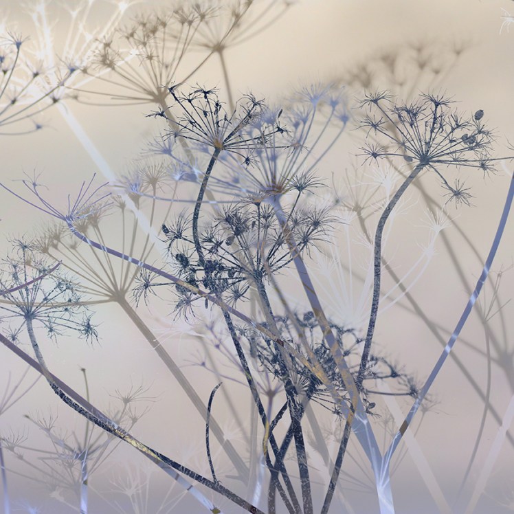 Botanical – Jo Stephen Photography