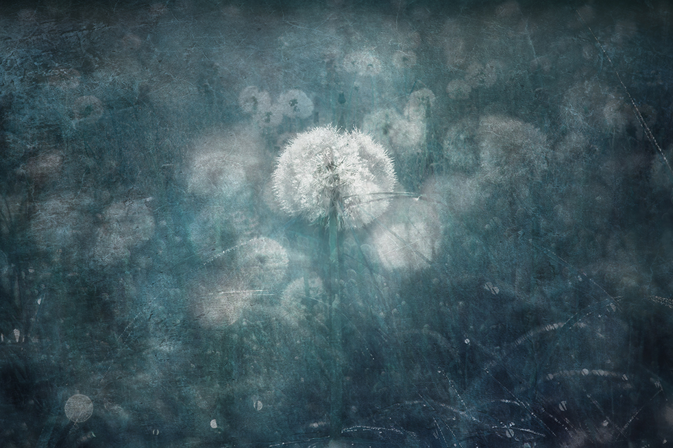 Botanical – Jo Stephen Photography