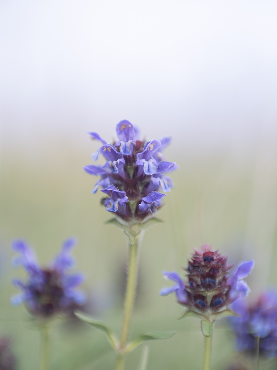 Flora – Jo Stephen Photography