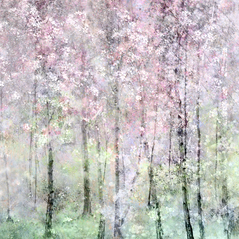 Sakura – Jo Stephen Photography