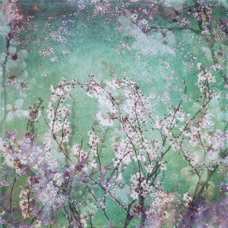 Botanical – Jo Stephen Photography