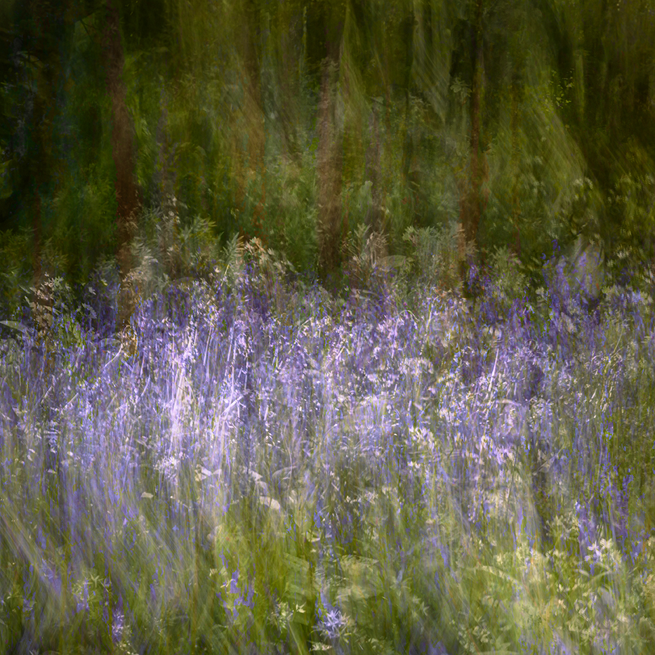 Spring Woodland – Jo Stephen Photography