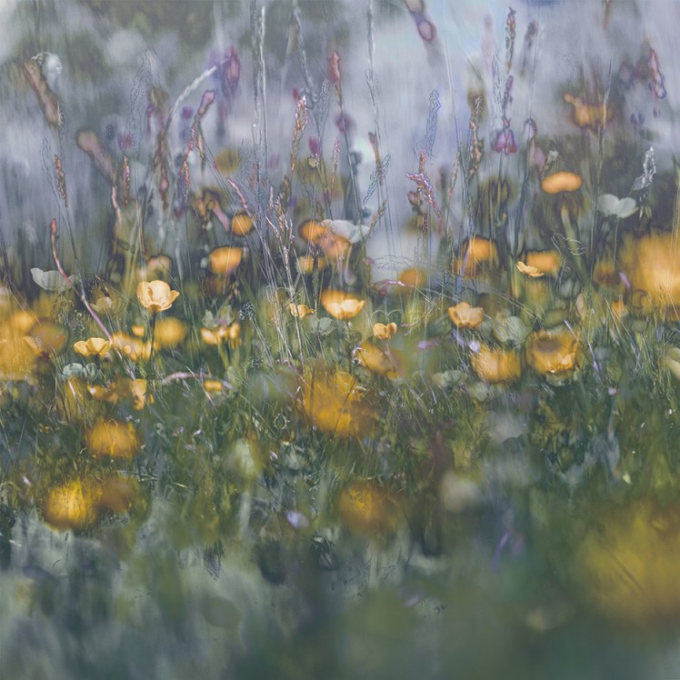 Botanical – Jo Stephen Photography
