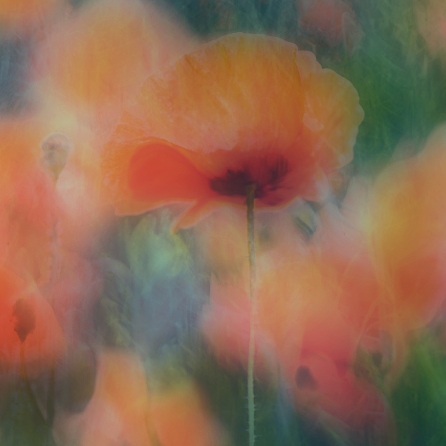 Botanical – Jo Stephen Photography