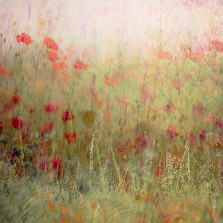 Trees & woodland – Jo Stephen Photography