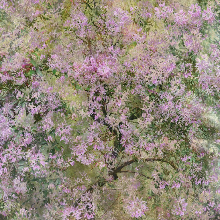 Botanical – Jo Stephen Photography