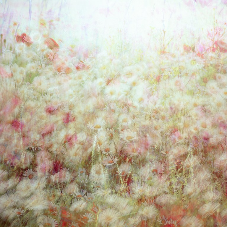 Botanical – Jo Stephen Photography