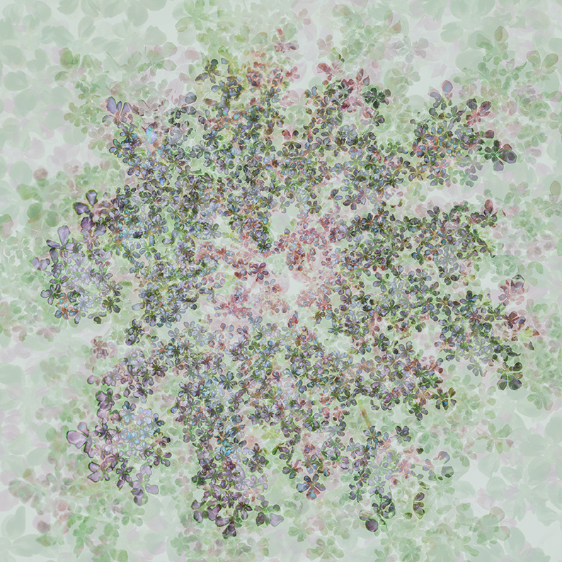 Botanical – Jo Stephen Photography