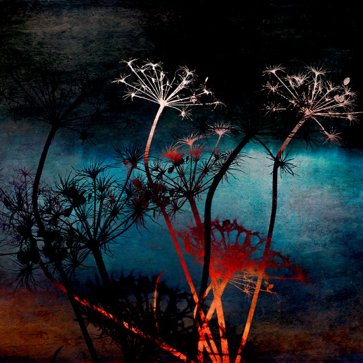 Botanical – Jo Stephen Photography