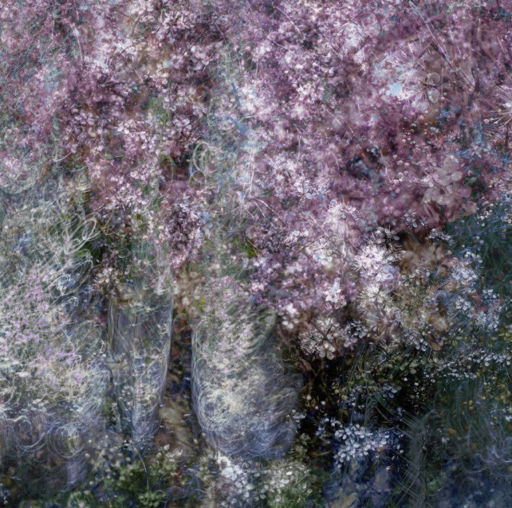 Sakura – Jo Stephen Photography