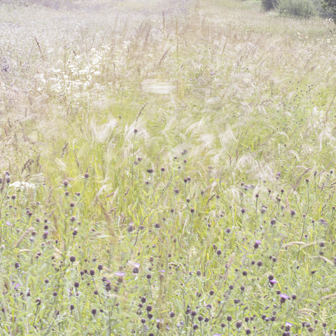 Field Margins – Jo Stephen Photography