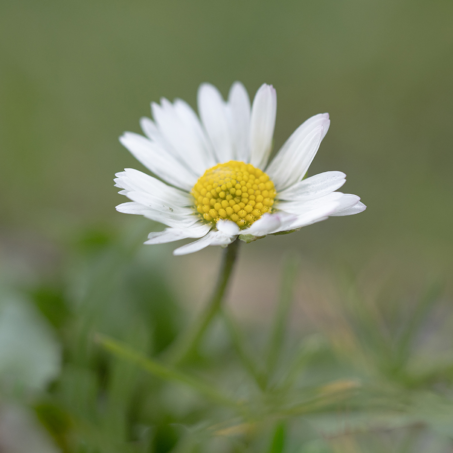 A Wild Flower Diary 2026 – Jo Stephen Photography